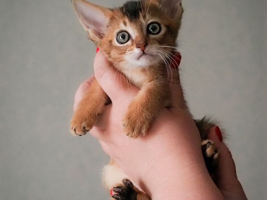 Абиссинские котята девочки