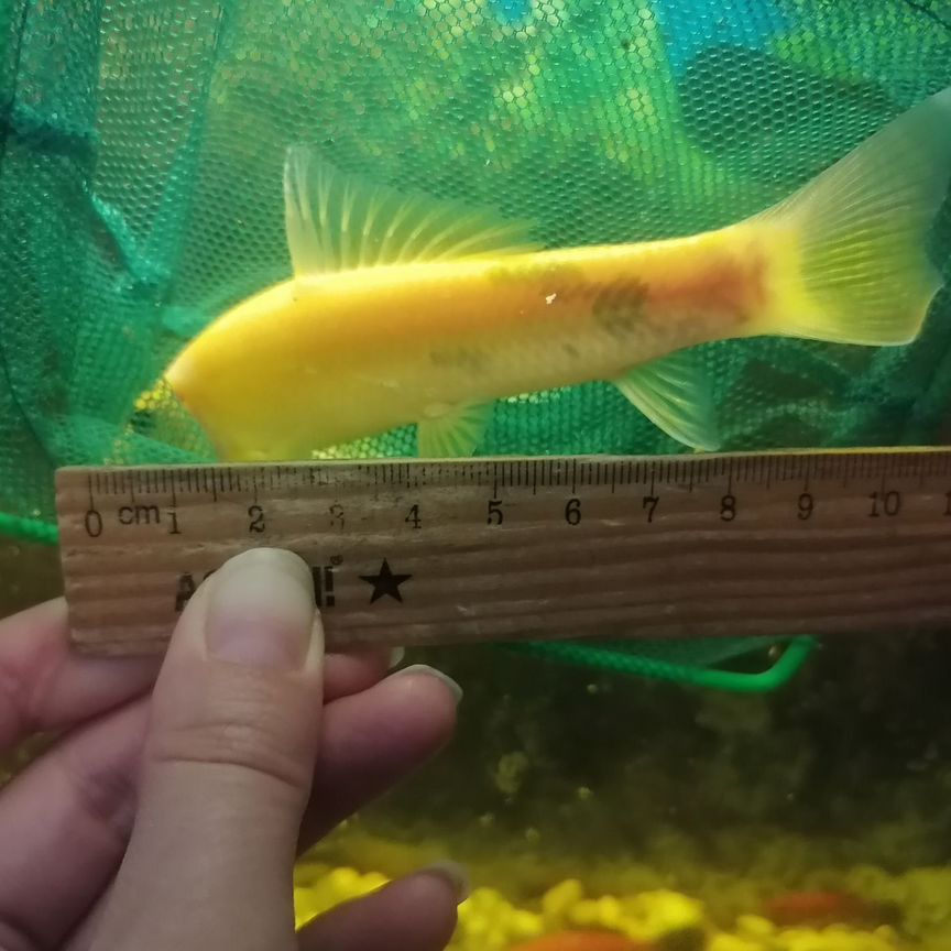 Сомик анциструс 11 см