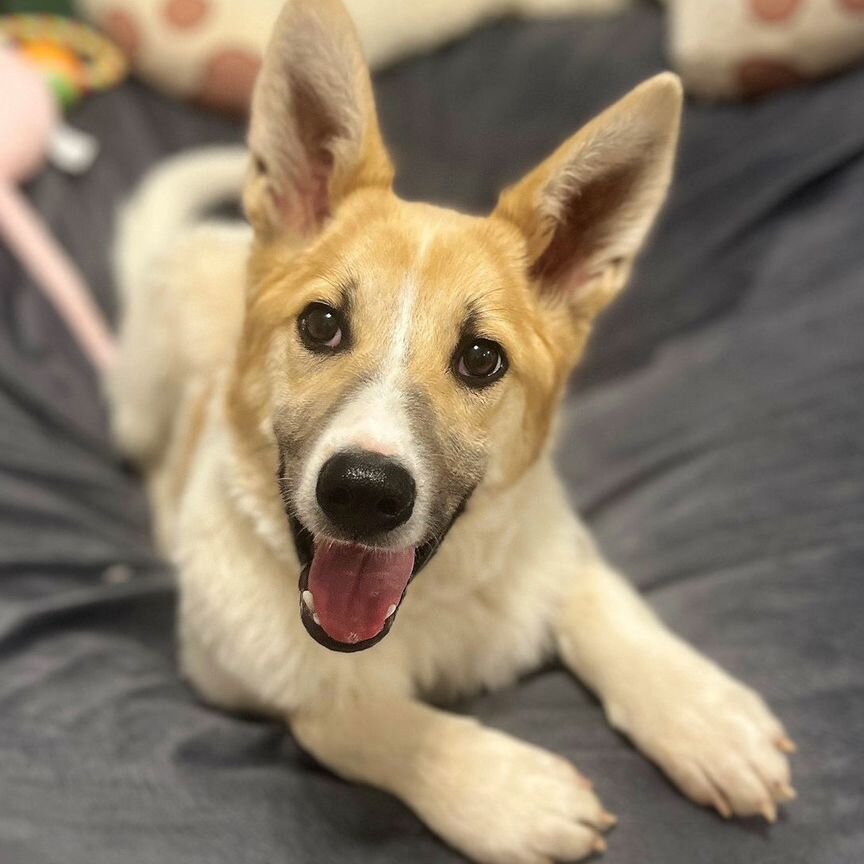 Щенок в добрые руки