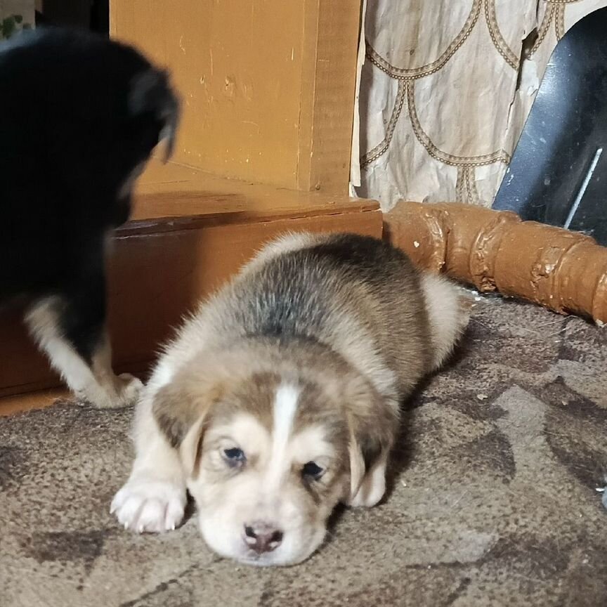 Шенки овчарки в добрые руки