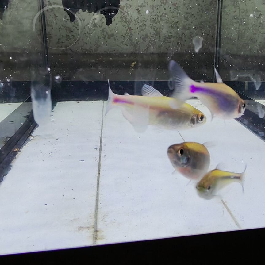 Тетра Боэлка