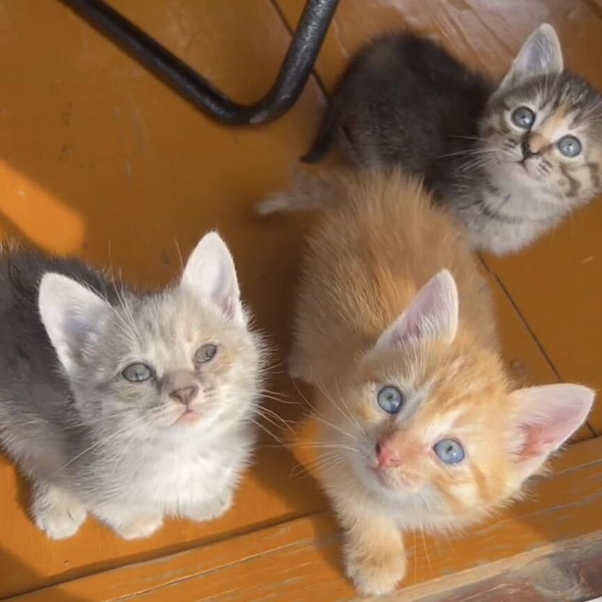 Котёнок в добрые руки