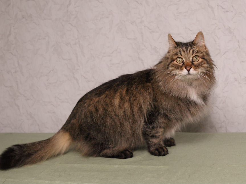 Котик в добрые руки