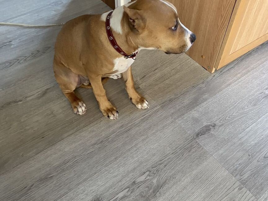 Щенок Стафф