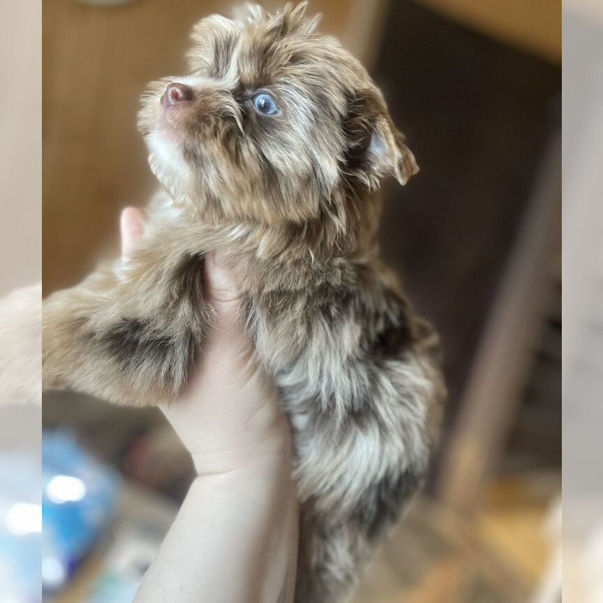 Голубоглазый шоко мерле