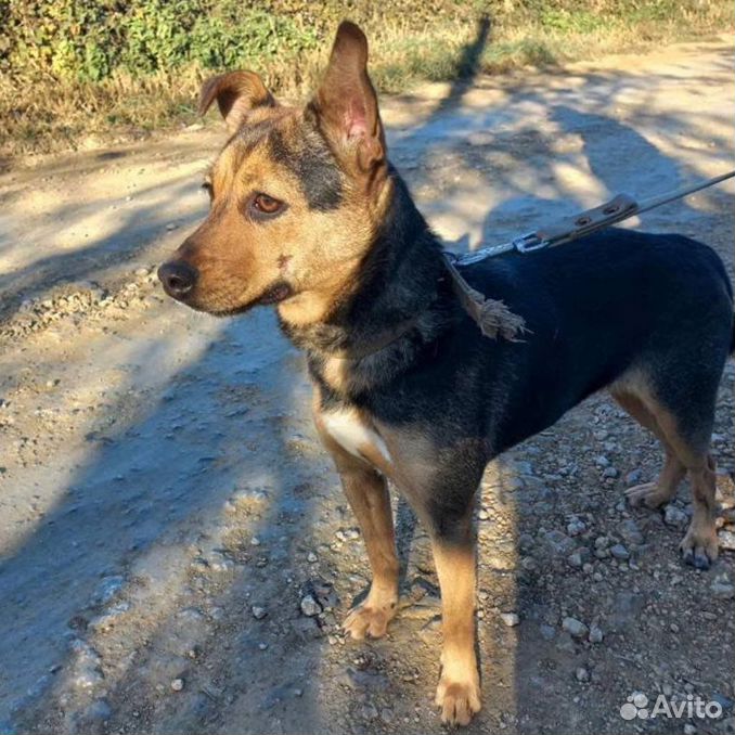 Добрая Таша 4года