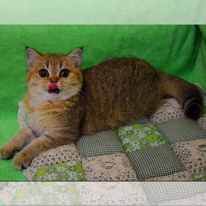 Британская короткошерстная золотая шиншилла