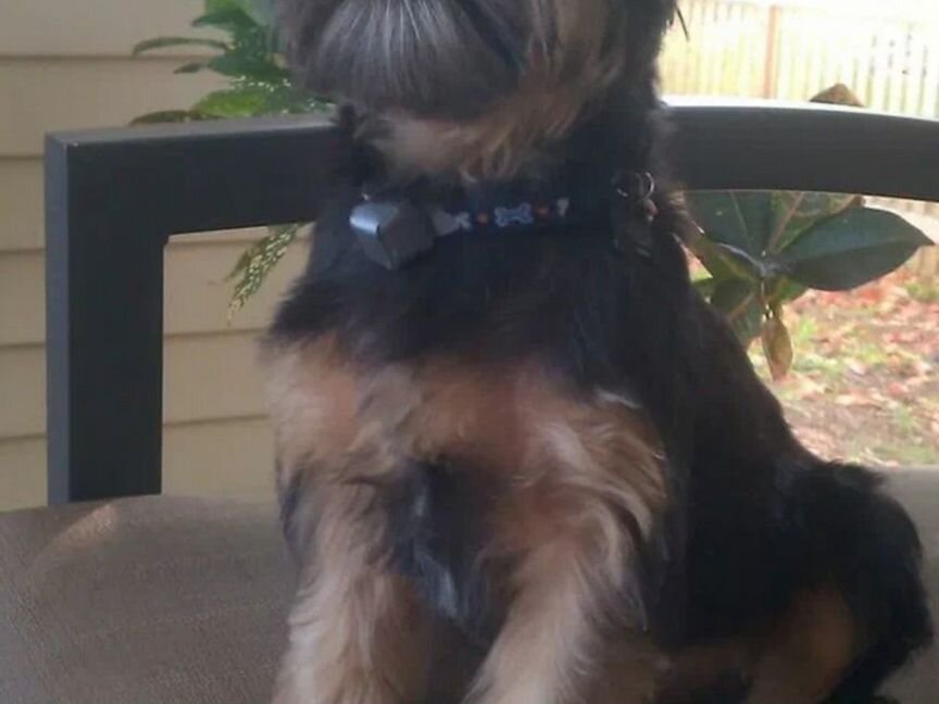 В добрые руки