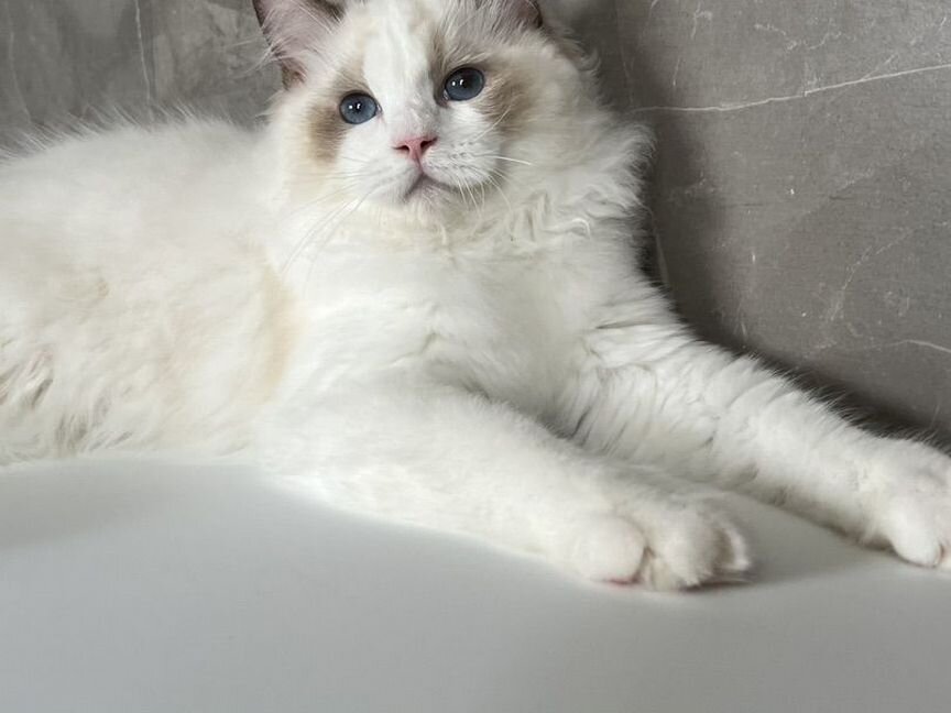 Рэгдолл мальчик Niko