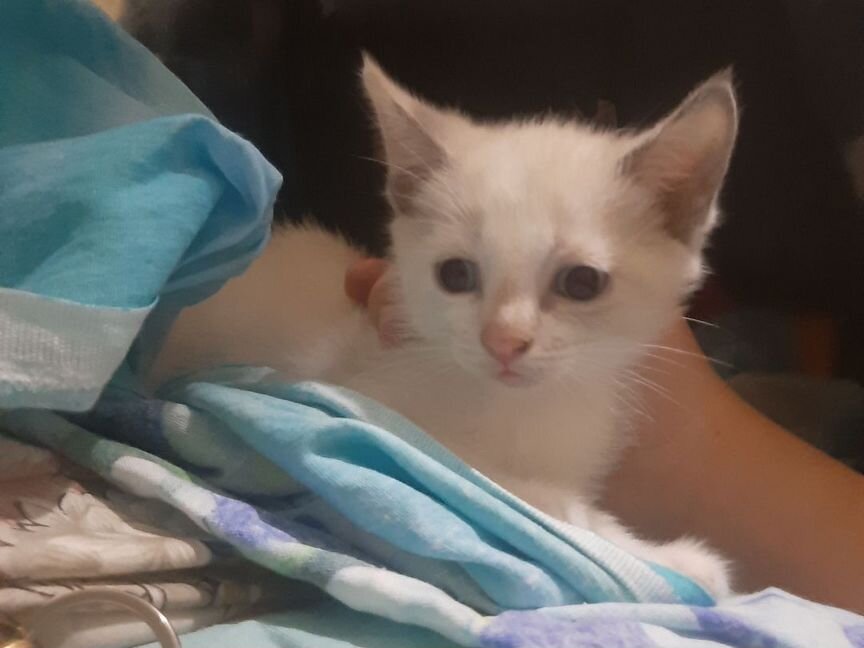 Котята метисы сфинкса