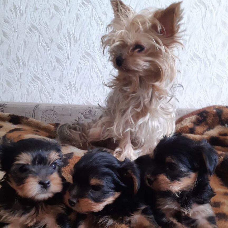 Йоркширский терьер, щенок