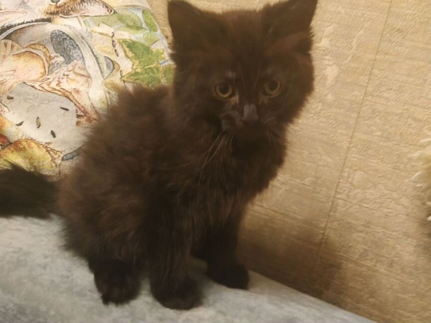 Котенок в добрые руки