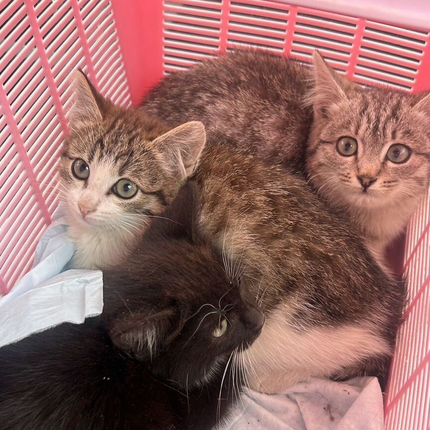 Котята в добрые руки