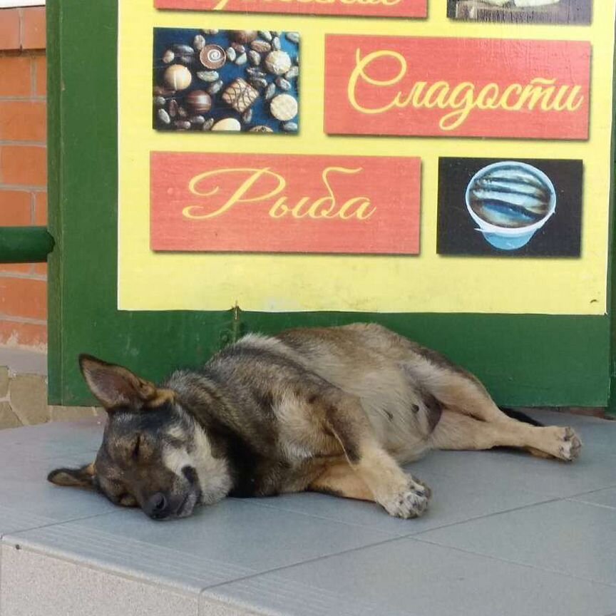 Собака оберег добра