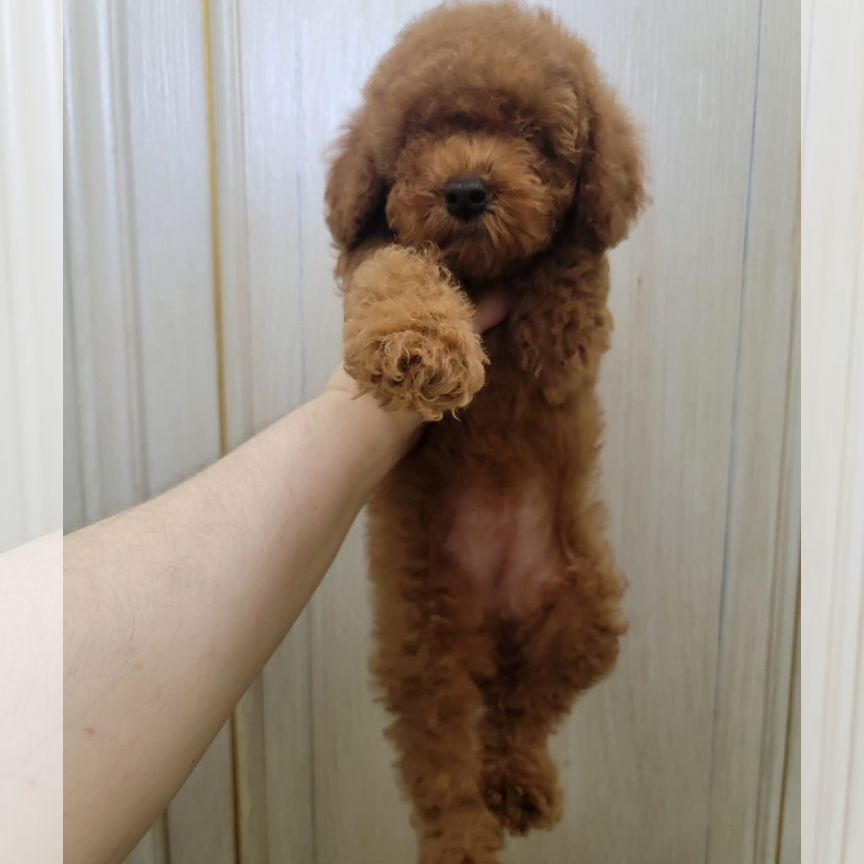 Той-пудель, щенок