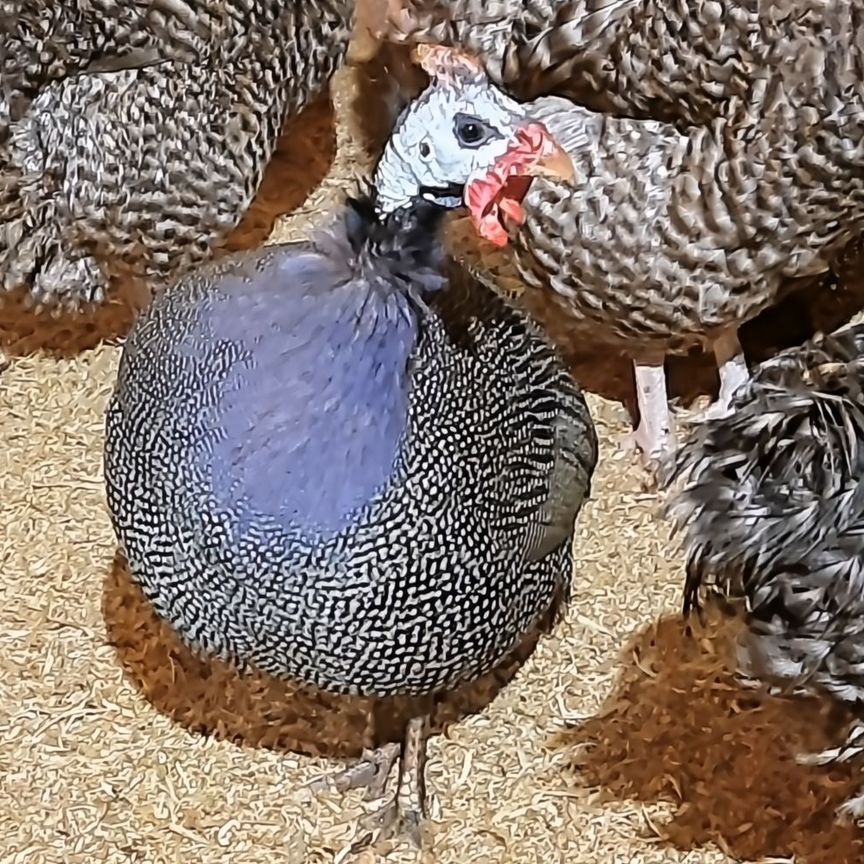 Инкубационное яйцо цесарки