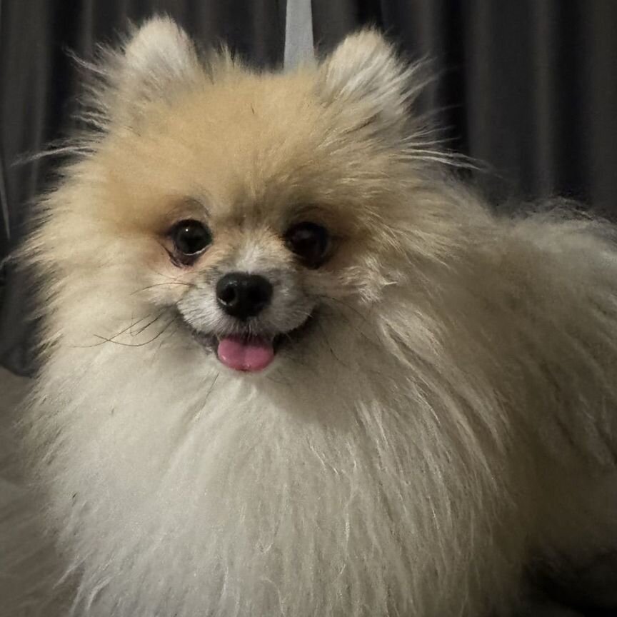 Померанский шпиц, щенок