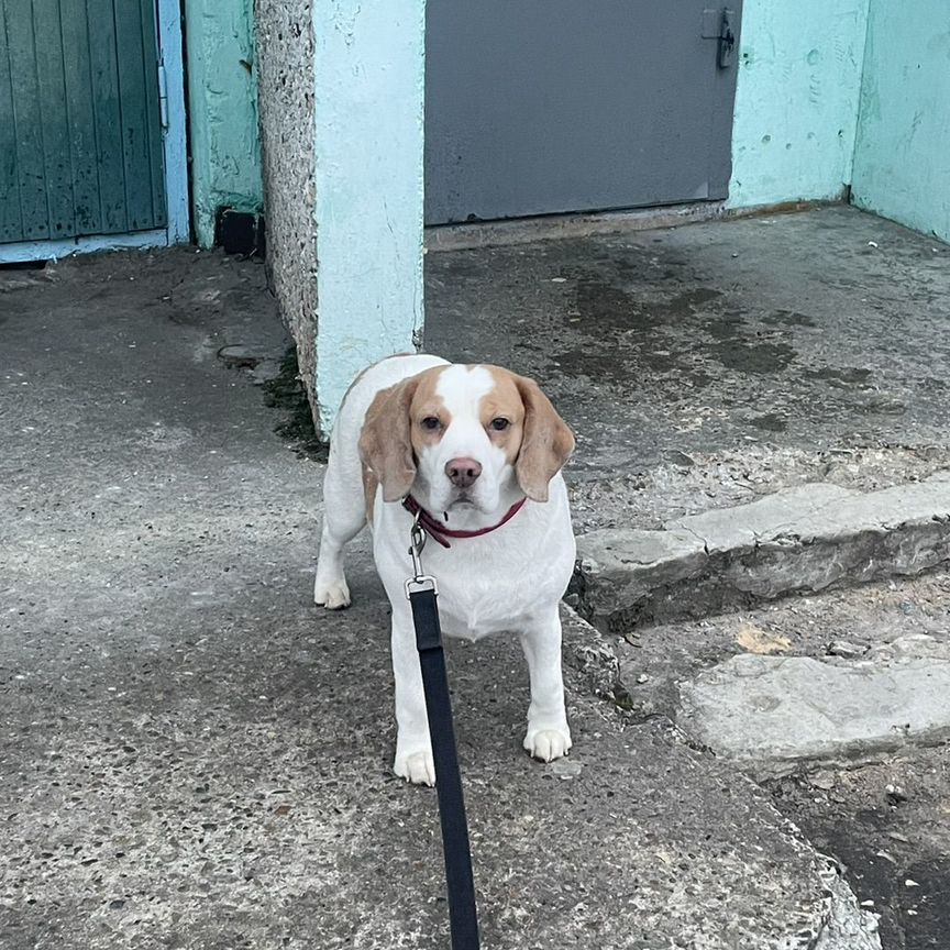 Собака бигль в добрые руки