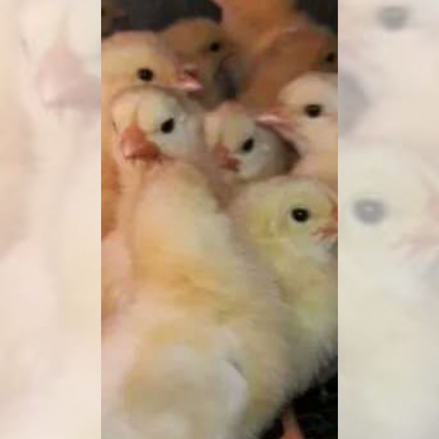 Цыплята бройлеры кооб 500