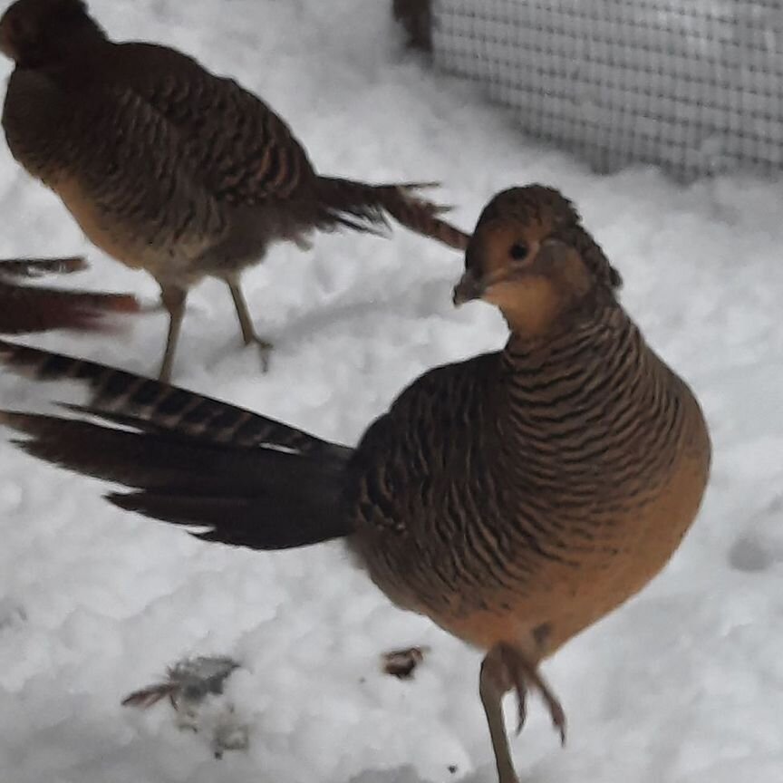 Золотой фазан