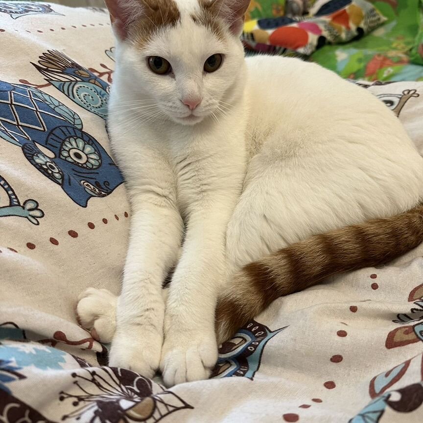 Кошечка Турецкий ван