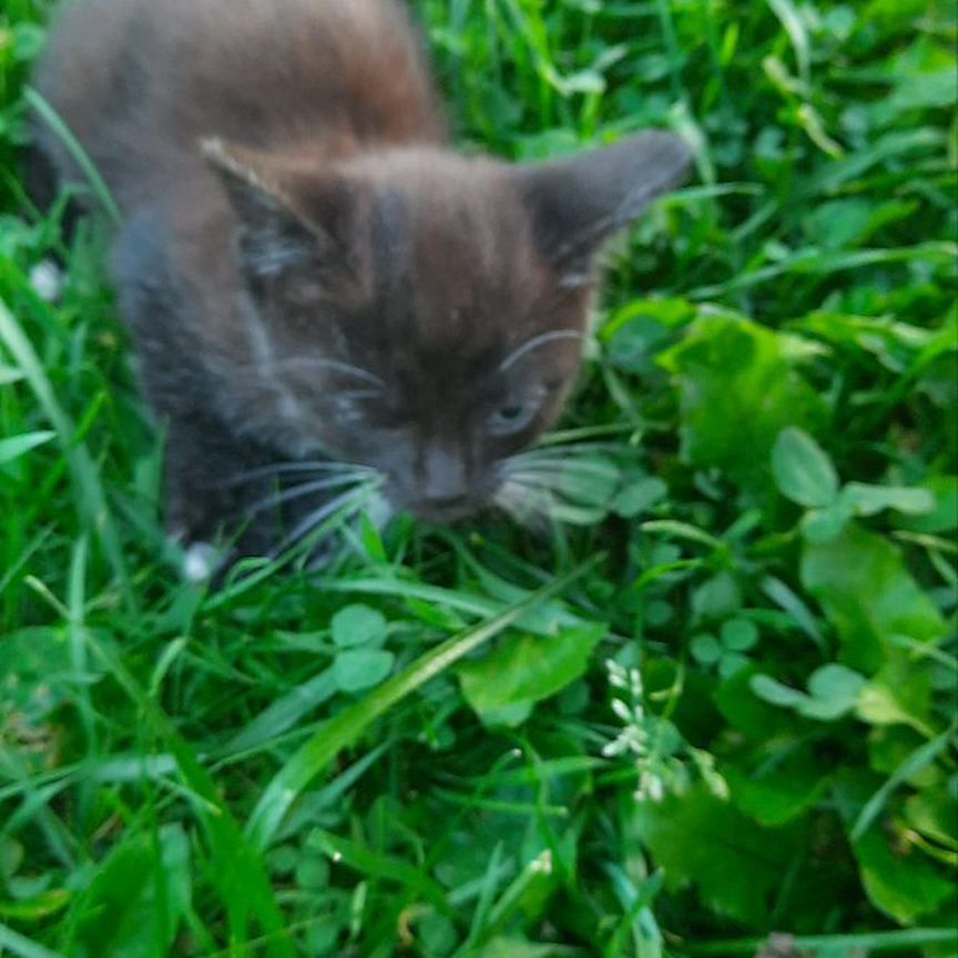 Черный котенок в добрые руки