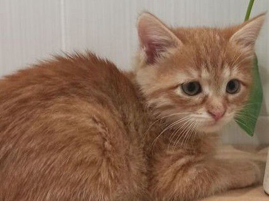 Рыжая девочка котёнок Лupа ищет дом