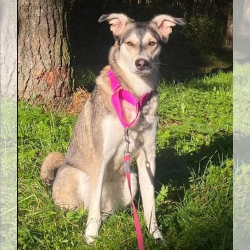 Взрослая собака в добрые руки