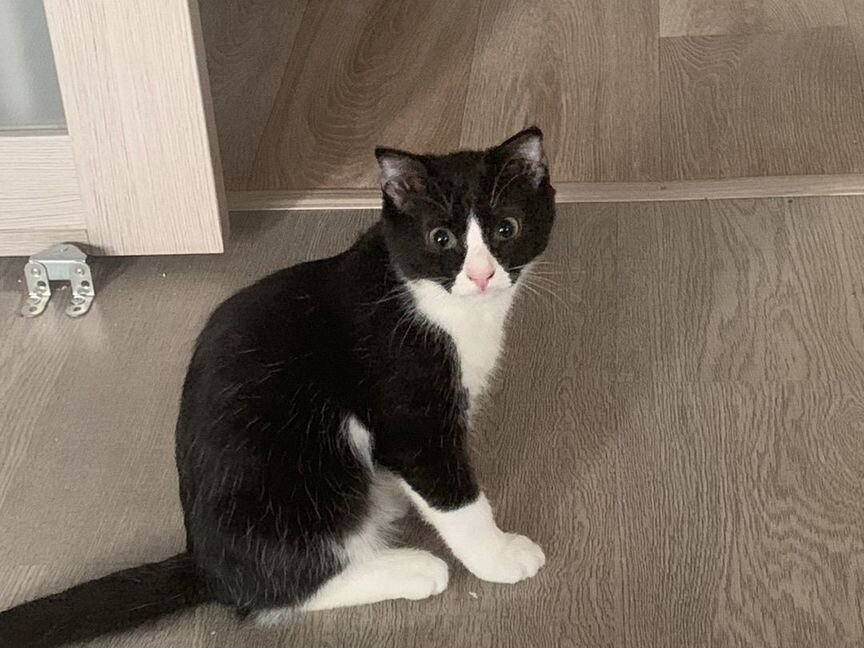 Котик 4 месяца отдам в добрые руки