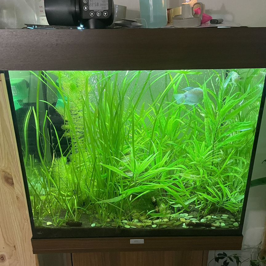 Аквариум 120 литров с тумбой Juwel