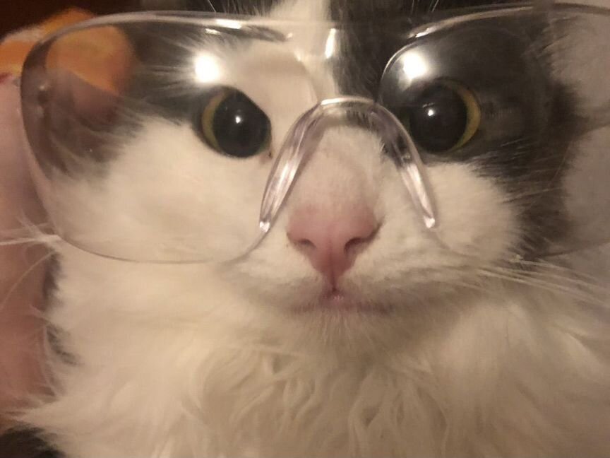 Отдам в добрые руки котика Каспера