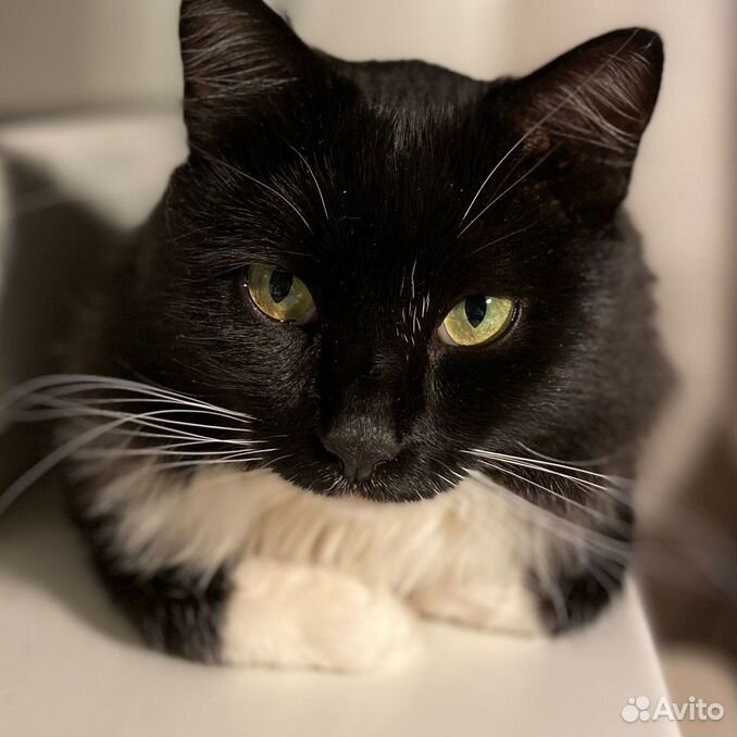 Кто хочет спасти судьбу котика-мальчика до 1 года