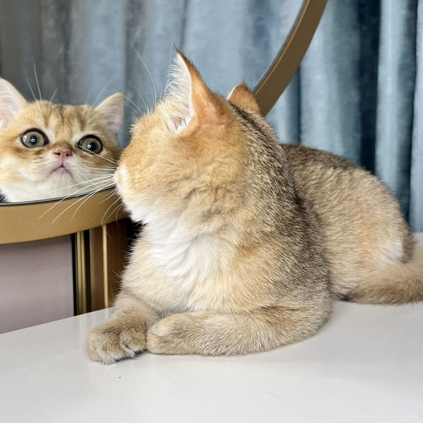Британские котята золотая шиншилла