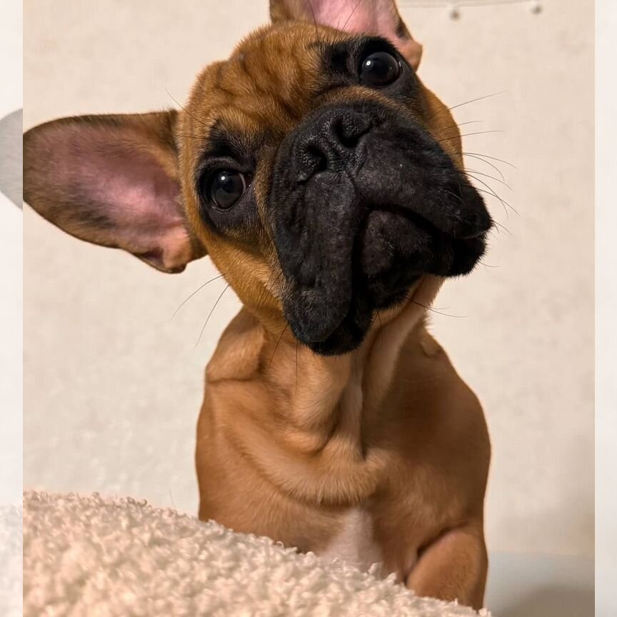 Французский бульдог, взрослая собака