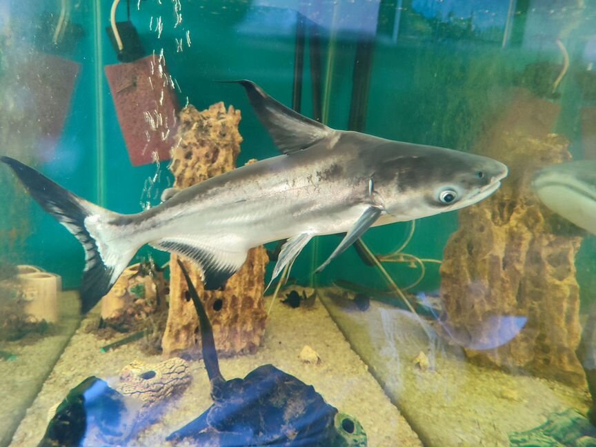 Пангасиус - рыба аквариумная (не хищник)