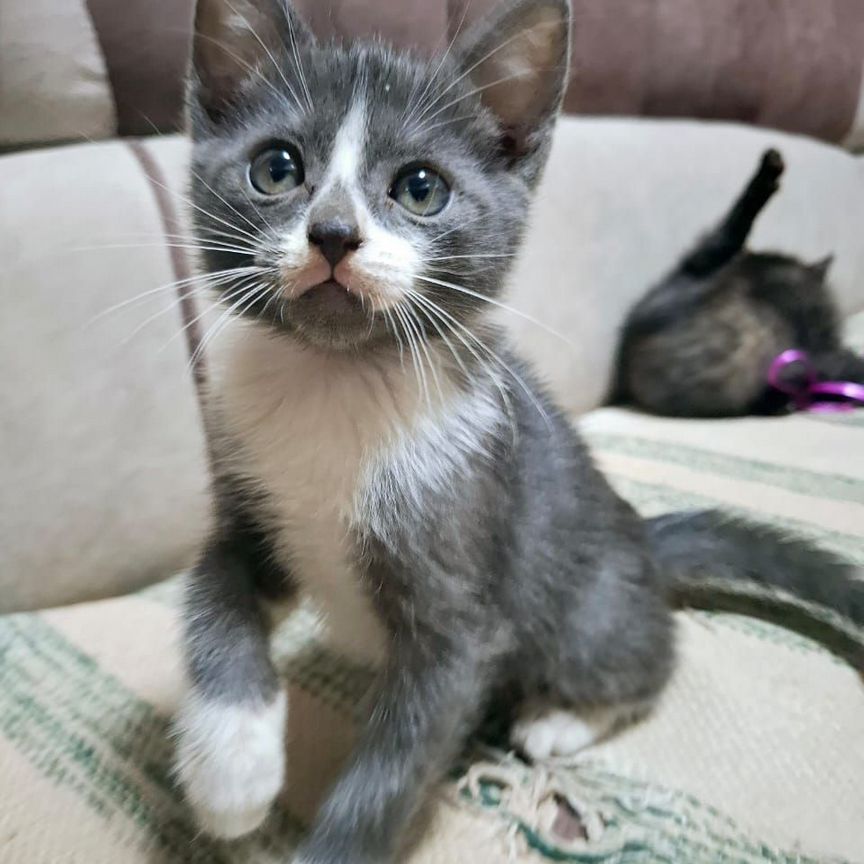 Котик в добрые руки