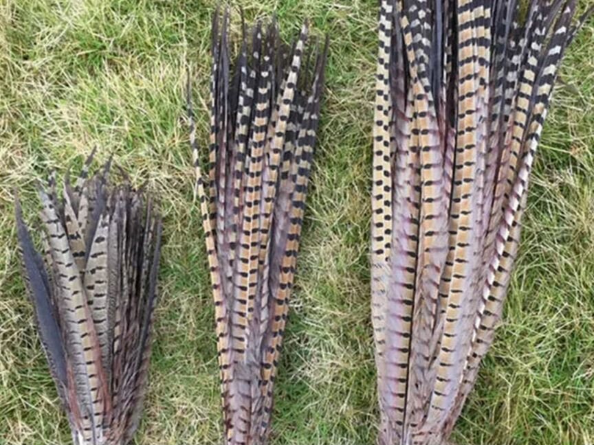 Перья фазана