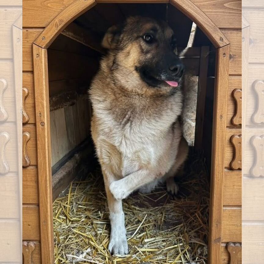 Взрослый пёс в добрые руки