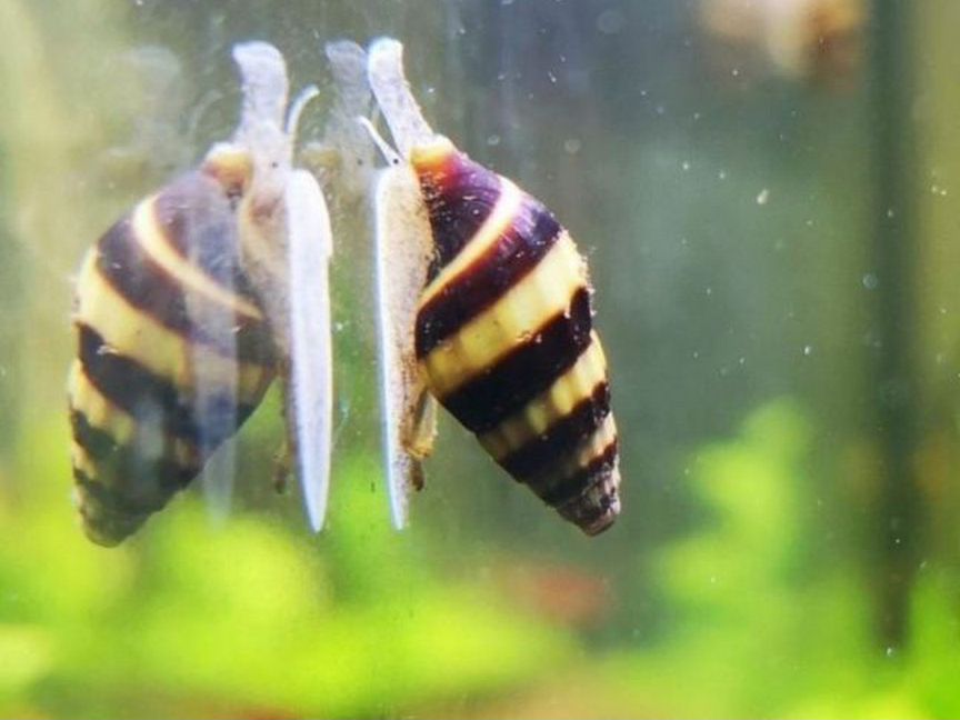 Улитка Хелена