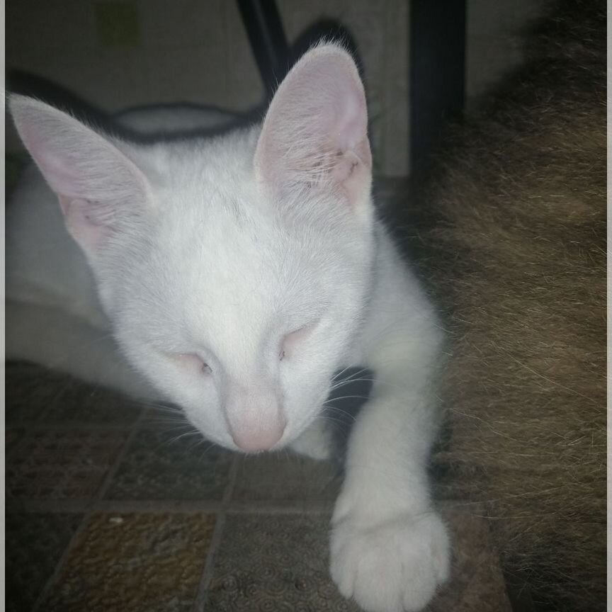 Котенок
