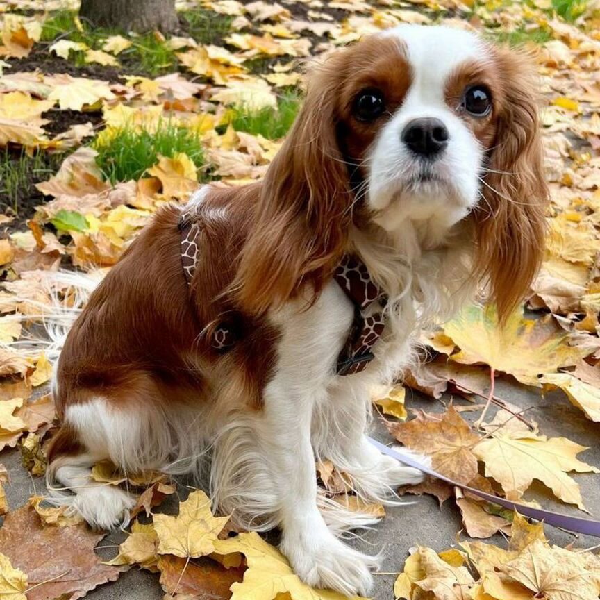 Кавалер кинг-чарльз-спаниель, взрослая собака