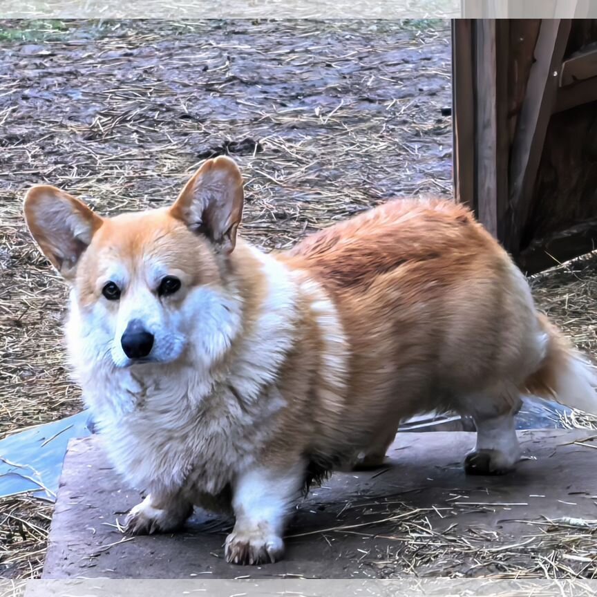 Вельш Корги Пемброк, взрослый пёс