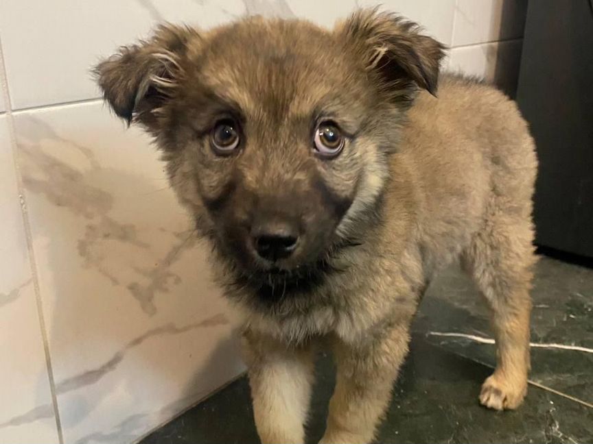 Щенок,метис немецкой овчарки