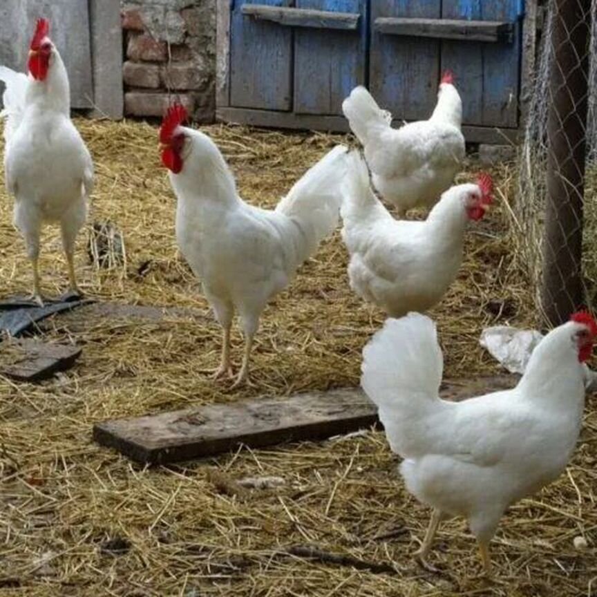 Курочки несушки 11 мес. разных пород беспл. дост