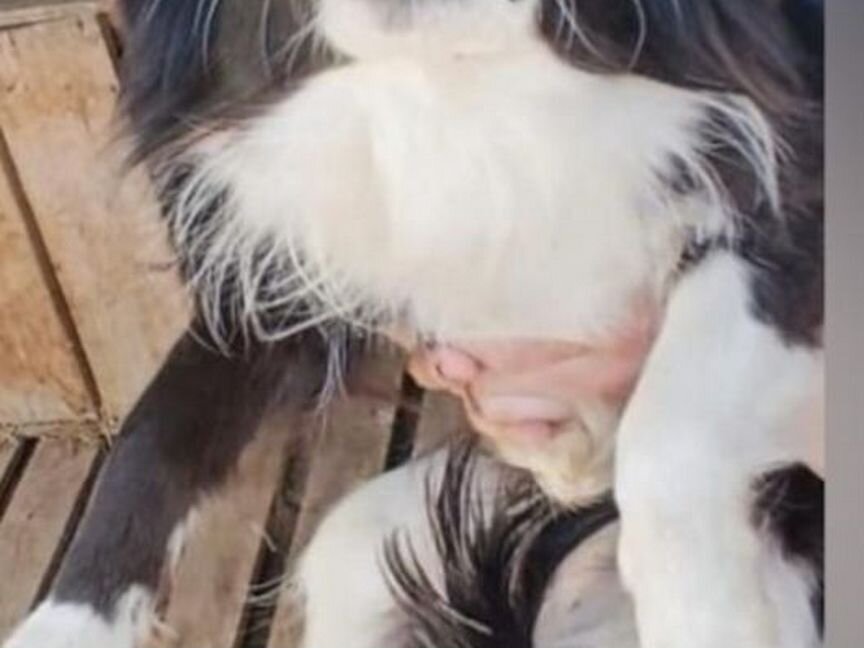 Нужна помощь спасенным с живодерни