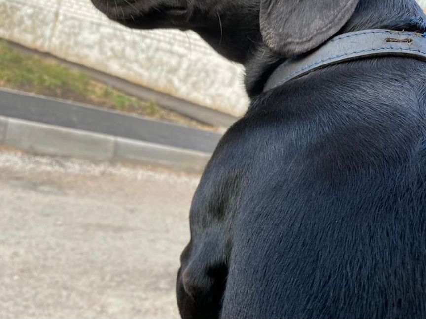 Собака вязка