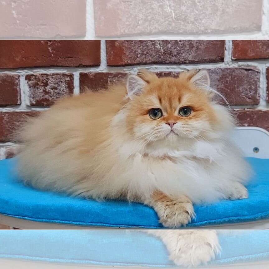 Британский длинношёрстный котёнок