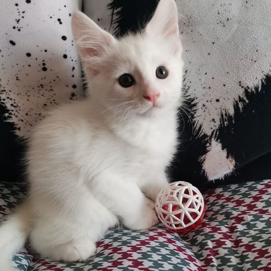 Мейн-кун котёнок