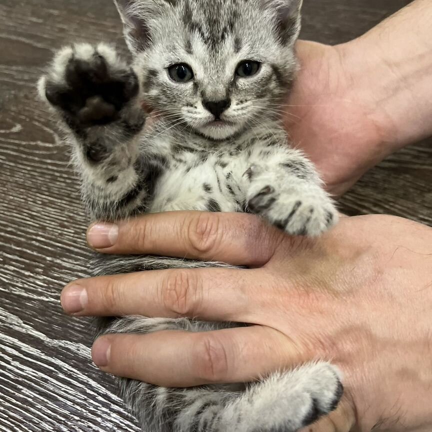 Британские котята бесплатно