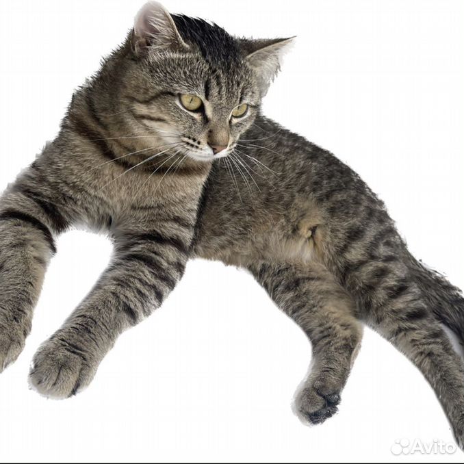 Кот 1 год кастрат